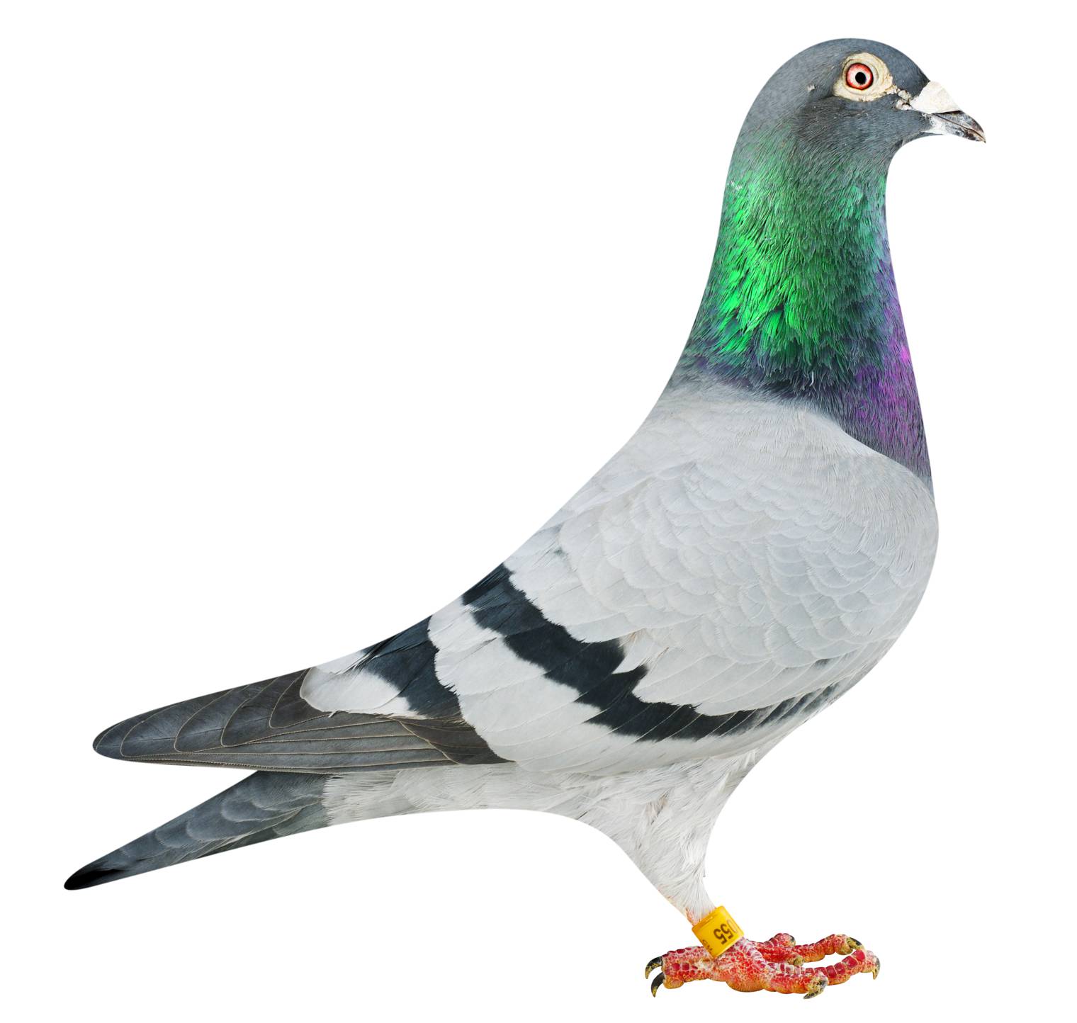 2025 NRRPA OB A Races | North Road Racing Pigeon Ass.